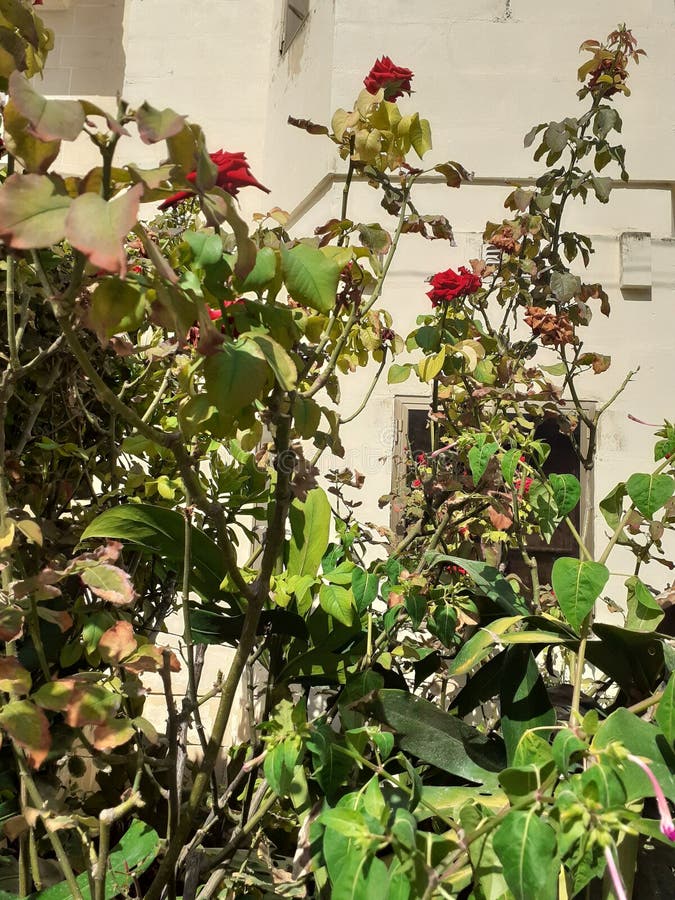 Flowers in Malta: Red Roses in Bloom Stock Photo - Image of roses ...