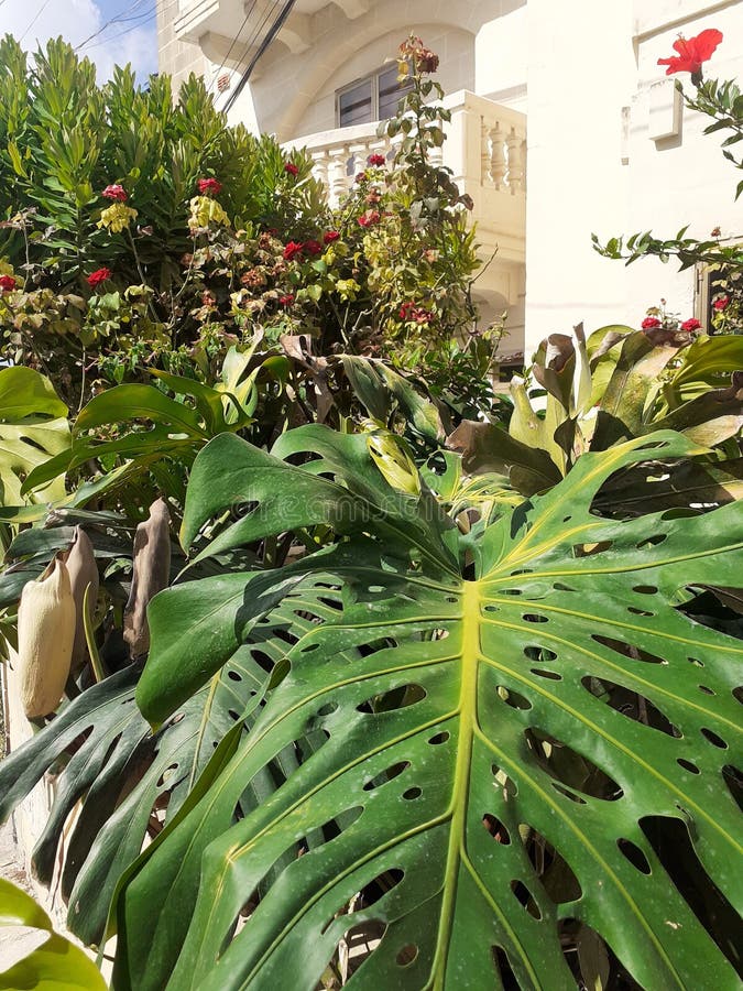 Flowers in Malta: Red Roses in Bloom Stock Image - Image of plant, food ...