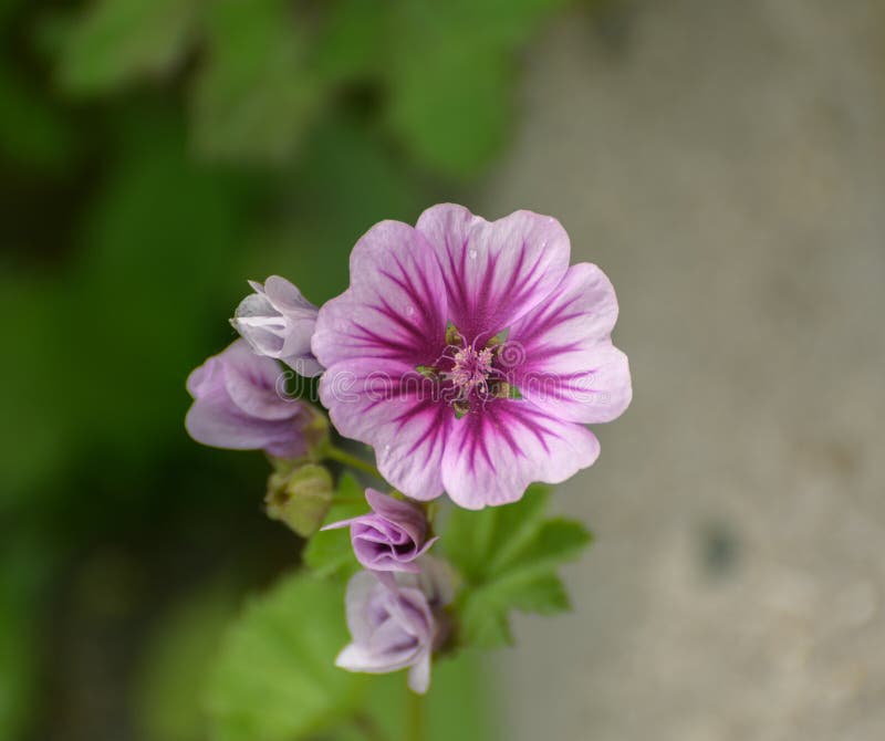 Flowers of Malva Sylvestris. Stock Image - Image of garden, background ...