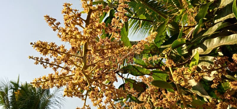 The Flowers of the Mango Fruit are Yellowish in Color Stock Photo ...
