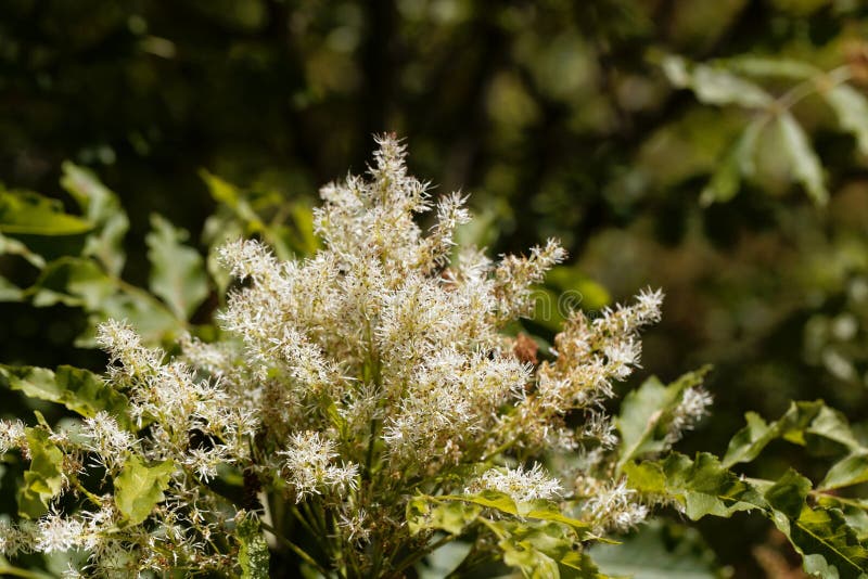 Flowers of a Manna Ash, Fraxinus Ornus Stock Photo - Image of ...