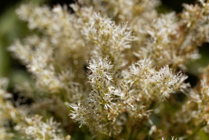 Flowers of a Manna Ash, Fraxinus Ornus Stock Image - Image of petal ...