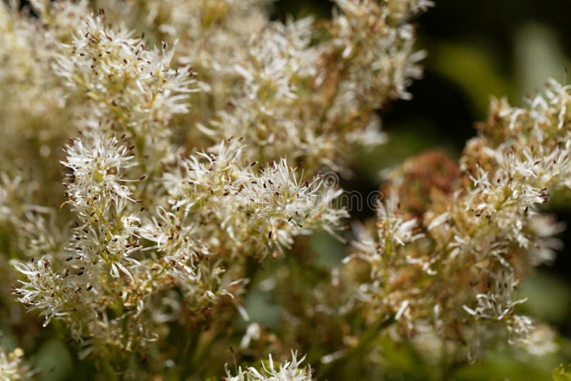 Flowers of a Manna Ash, Fraxinus Ornus Stock Image - Image of garden ...