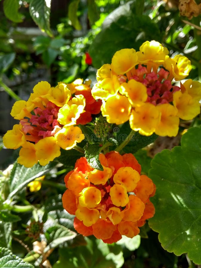 Flowers many colors stock image. Image of plant, spring - 105534689