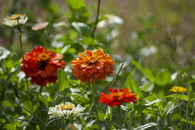 Flowers in Field in Local Park. Stock Image - Image of bloom, flora ...