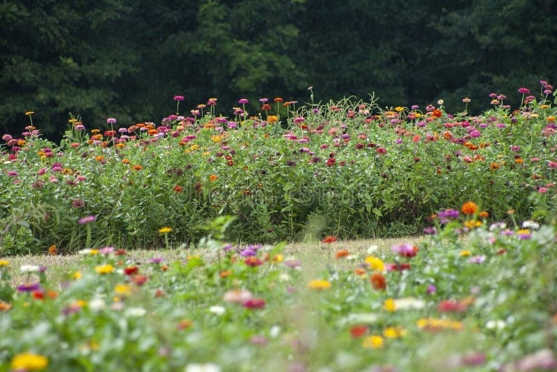 Flowers in Field in Local Park. Stock Photo - Image of beauty, colors ...