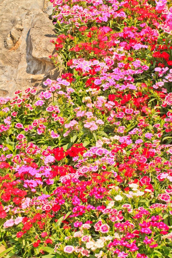 Flowers stock image. Image of stone, plant, garden, flowers - 33457111