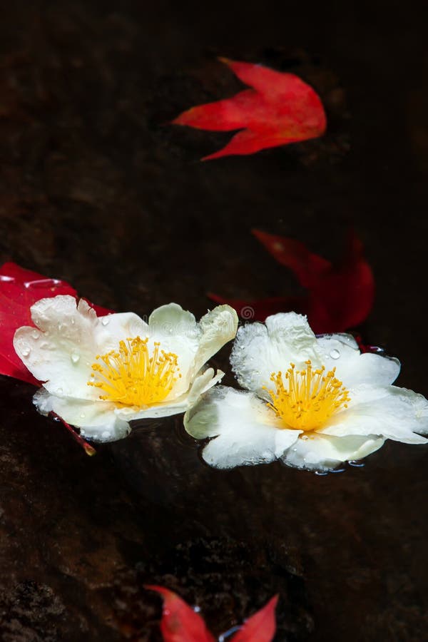 Flowers and Maple Leaves Floating on a Stream Stock Image - Image of ...