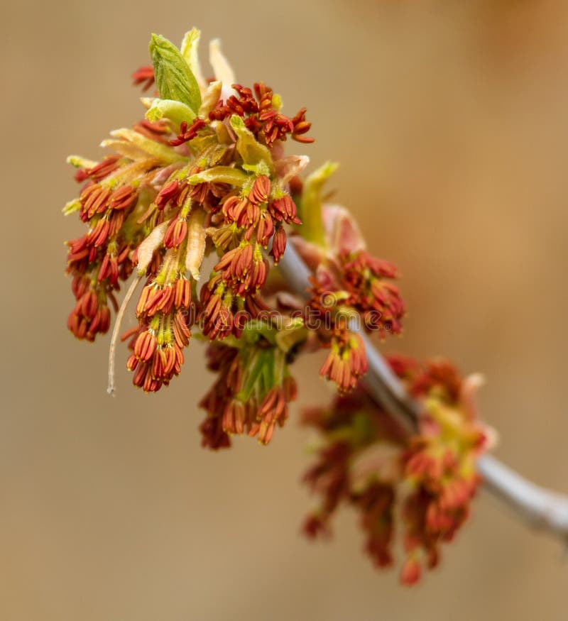Flowers on the Maple in Spring Stock Photo - Image of blue, maple ...