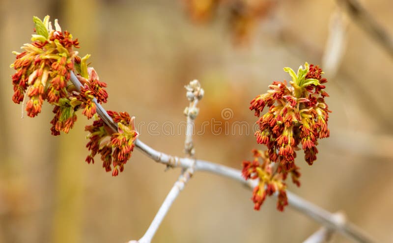 Flowers on the Maple in Spring Stock Image - Image of ashleaved ...
