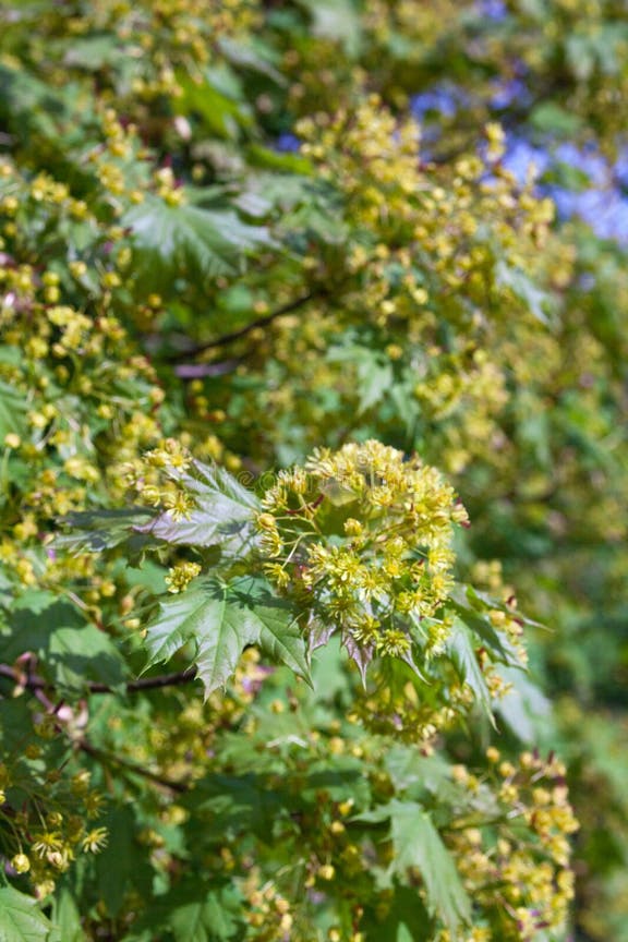 Flowers of the maple tree stock image. Image of petal - 183258445