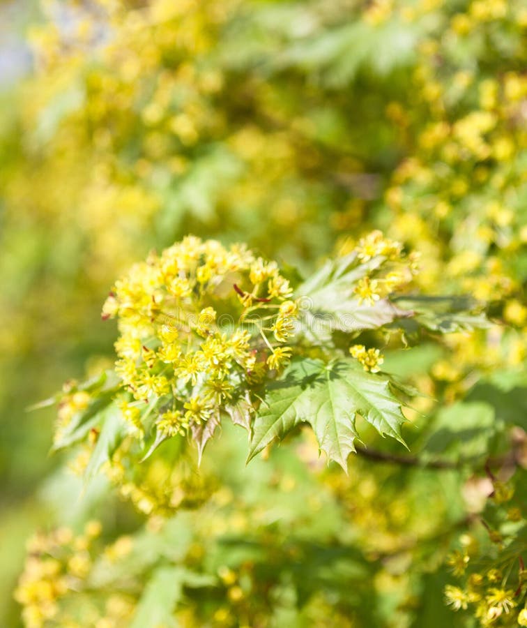 Flowers of the maple tree stock image. Image of blossom - 183868663