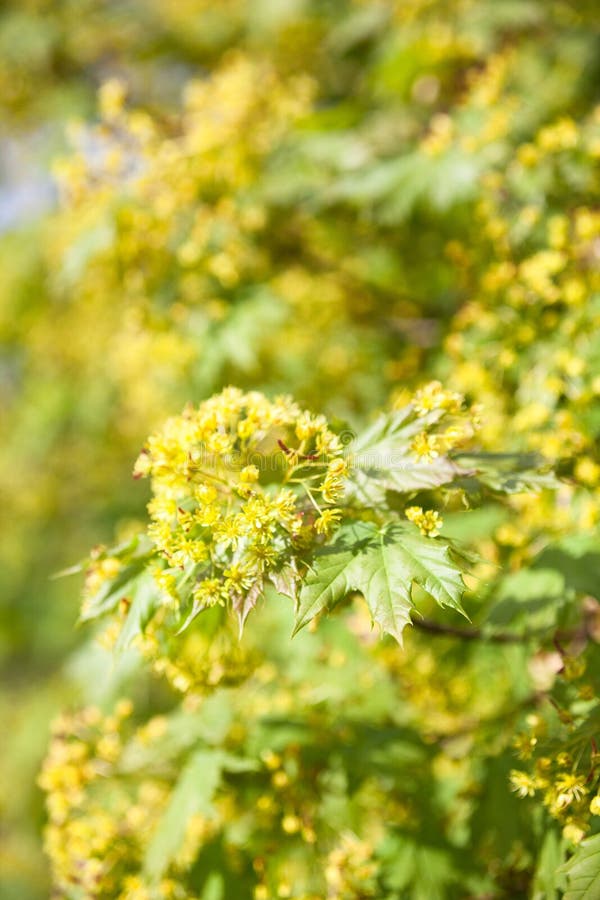 Flowers of the maple tree stock photo. Image of forest - 179758026