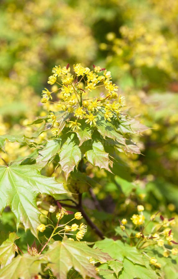 Flowers of the maple tree stock image. Image of background - 183158631