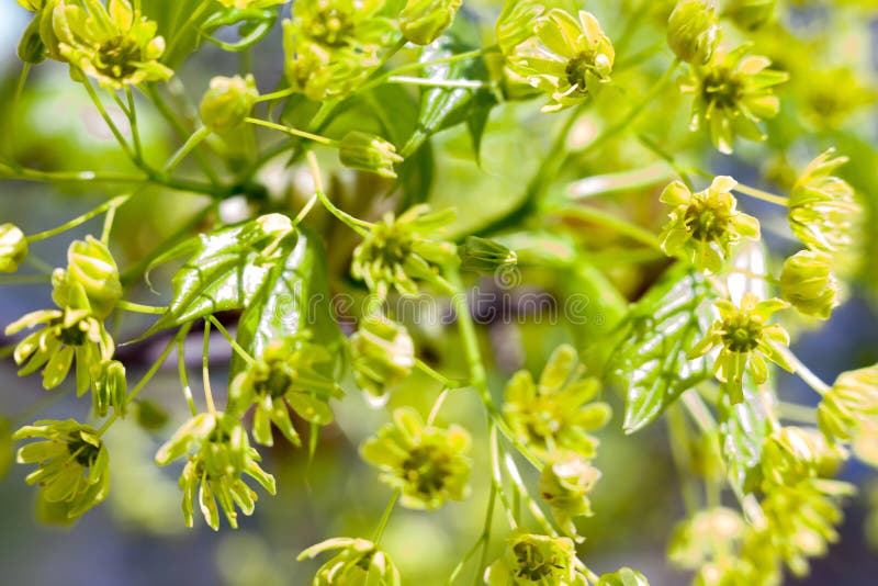 Flowers of the maple tree stock image. Image of abstract - 149331263