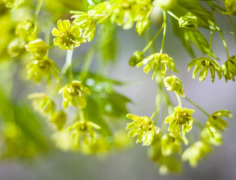 Flowers of the maple tree stock photo. Image of nature - 149357706