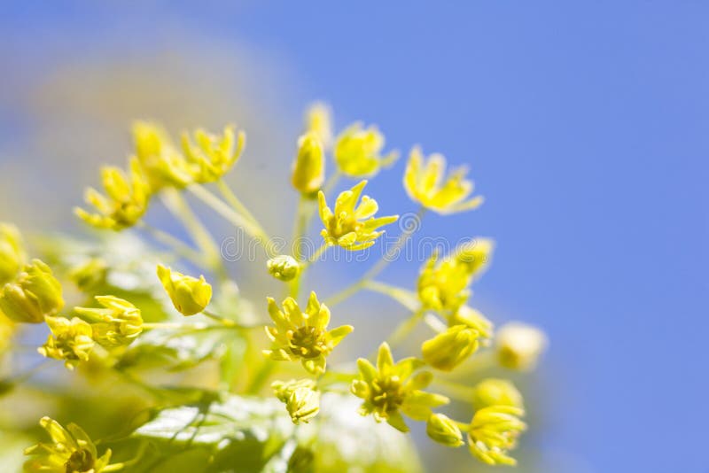 Flowers of the maple tree stock photo. Image of lush - 153257420