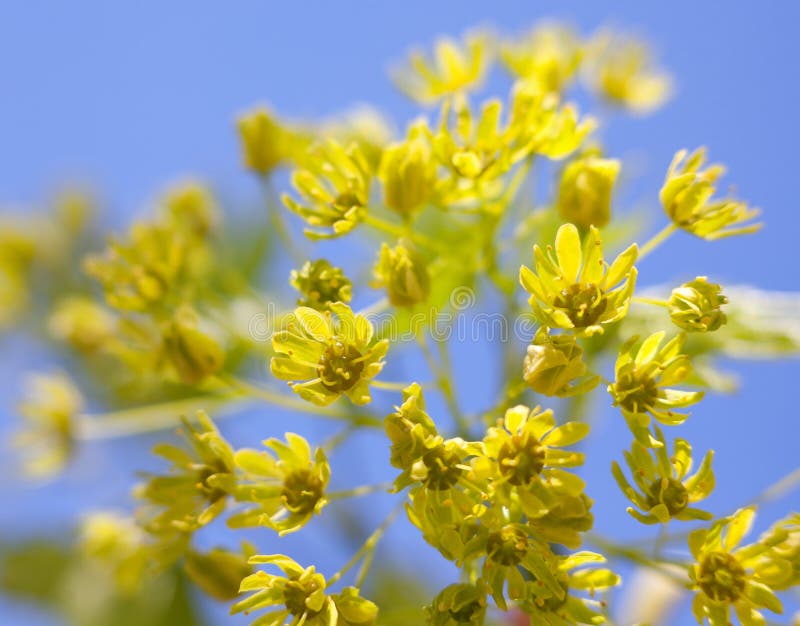 Flowers of the maple tree stock photo. Image of pistil - 184173210