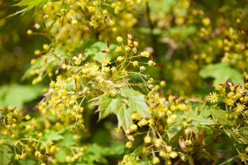 Flowers of the maple tree stock image. Image of leaves - 183169861