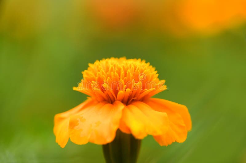 Flowers Marigolds. Side View. High Resolution Photo Stock Photo - Image ...