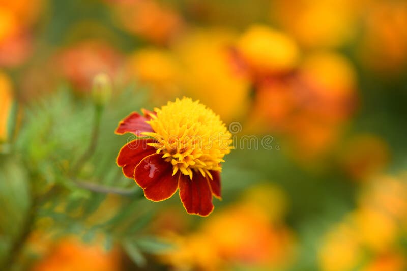 Flowers Marigolds. Side View. High Resolution Photo Stock Photo - Image ...
