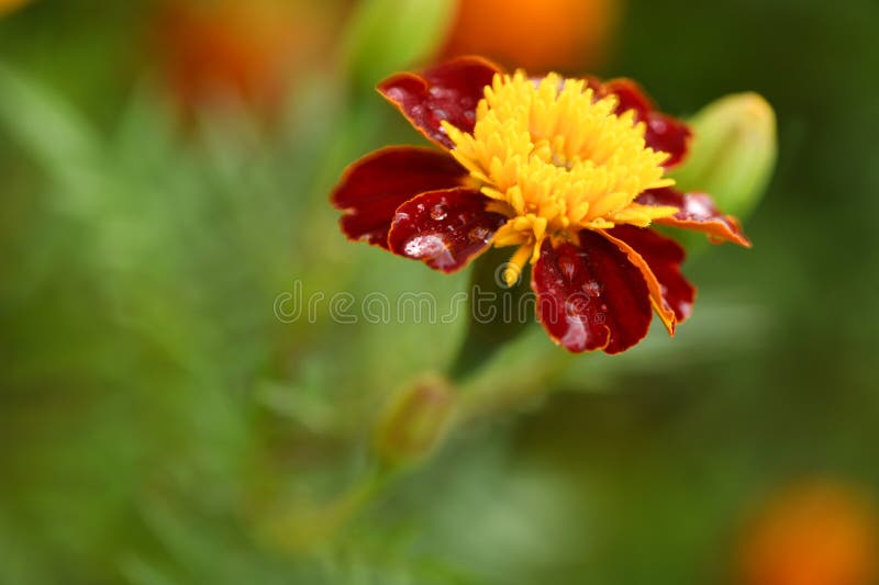 Flowers Marigolds. Side View. High Resolution Photo Stock Photo - Image ...
