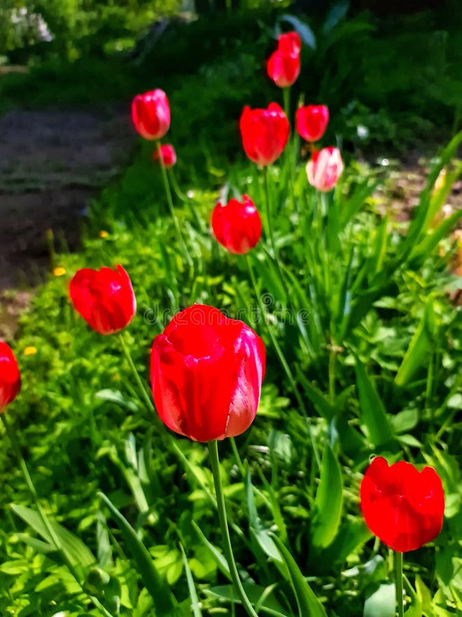 Flowers in May stock photo. Image of spring, grass, nature - 220081504