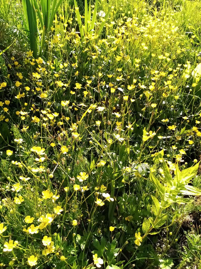 Flowers meado stock photo. Image of grass, leaf, ural - 195665140