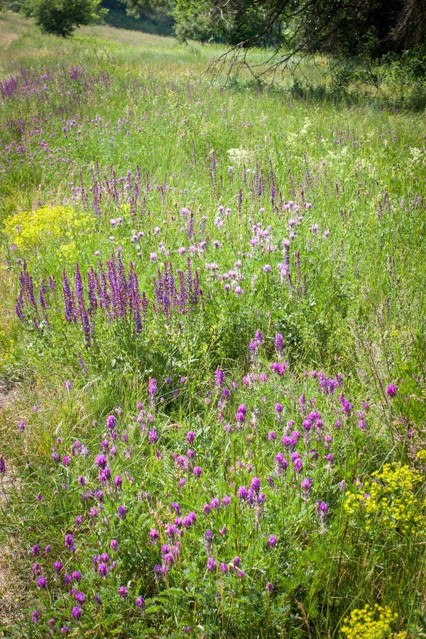 Flowers in the meadow stock photo. Image of field, fragrance - 141657166