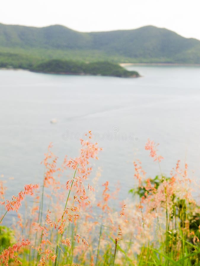 Flowers on the Meadow and Blur Ocean View Point Stock Image - Image of ...