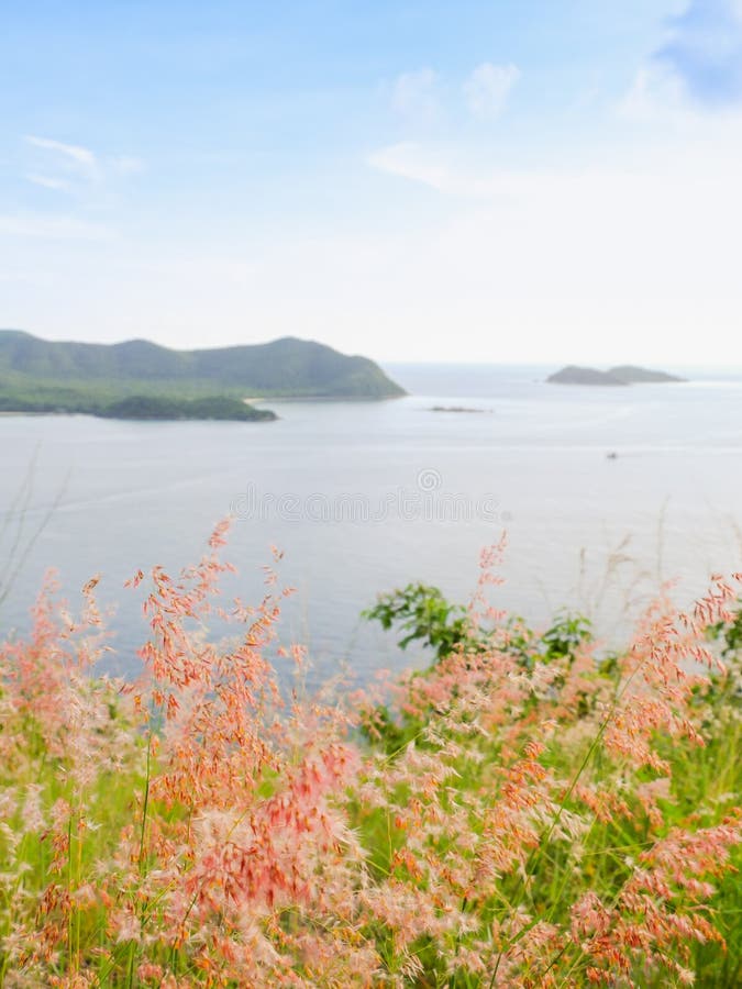 Flowers on the Meadow and Blur Ocean View Point Stock Photo - Image of ...