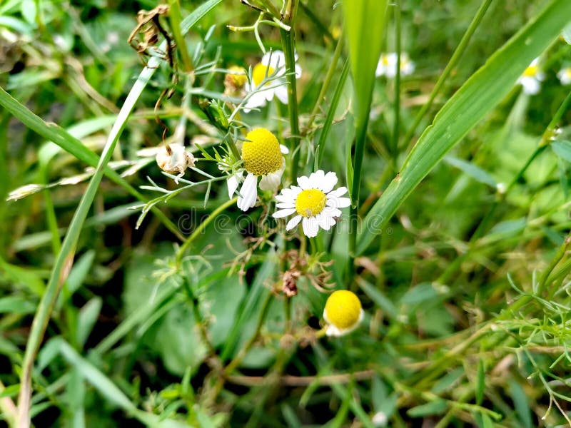Flowers in the meadow stock image. Image of wildflower - 201369961
