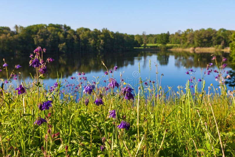Flowers on the Meadow by the Lake Stock Image - Image of landscape ...