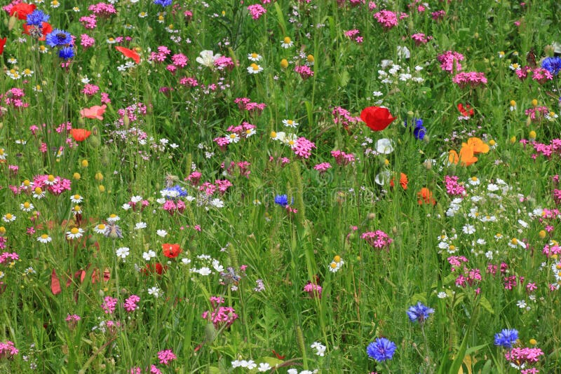 Flowers on a meadow stock photo. Image of poppy, plant - 42441094