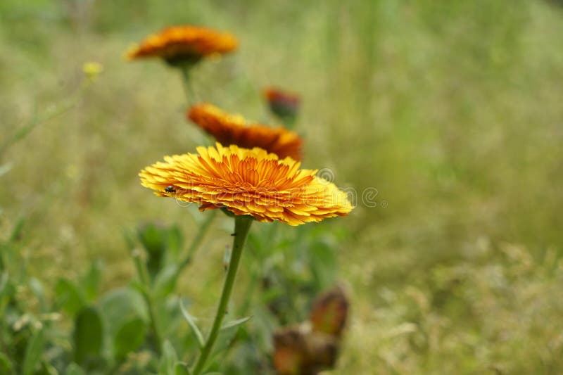 Flowers in a Meadow To Attract Bees Stock Photo - Image of meadow ...
