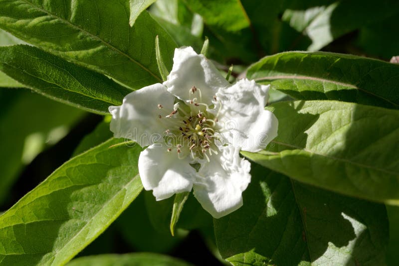 Medlar flowers stock image. Image of flower, blurry, botanical - 48244651
