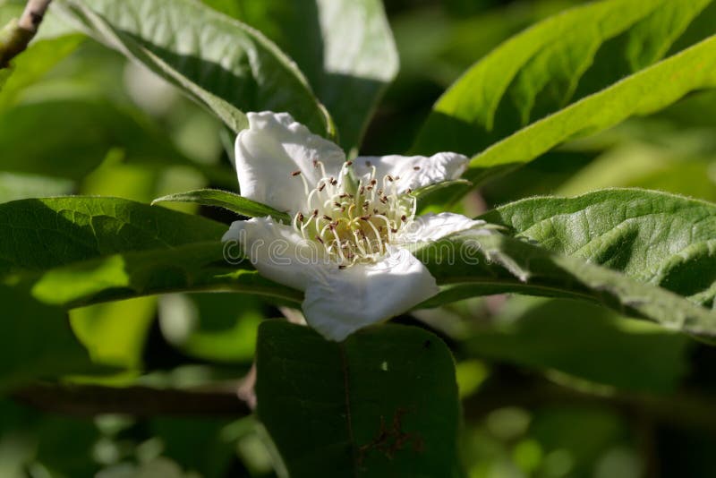 Flowers of a Medlar, Mespilus Germanica Stock Photo - Image of flora ...