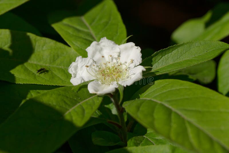 Flowers of a Medlar, Mespilus Germanica Stock Photo - Image of flora ...