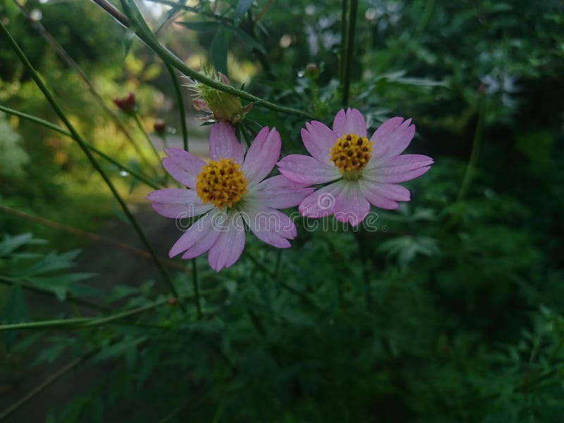 Flowers meth on morning stock photo. Image of flowers - 213553354