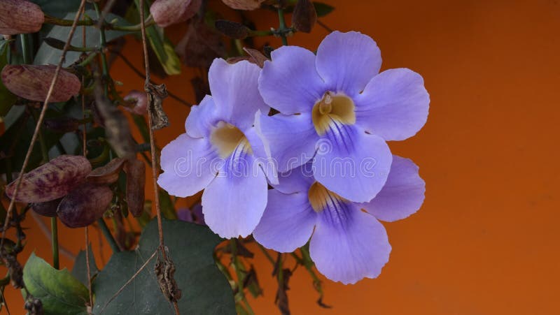 Sinaloa Quelite Stock Photos - Free & Royalty-Free Stock Photos from ...