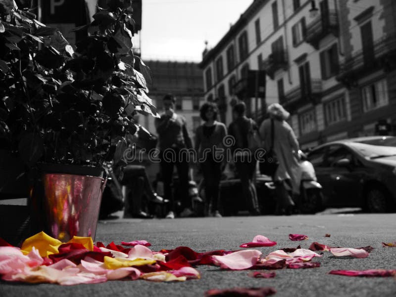 Flowers in Milan stock photo. Image of italy, monochrome - 48929772