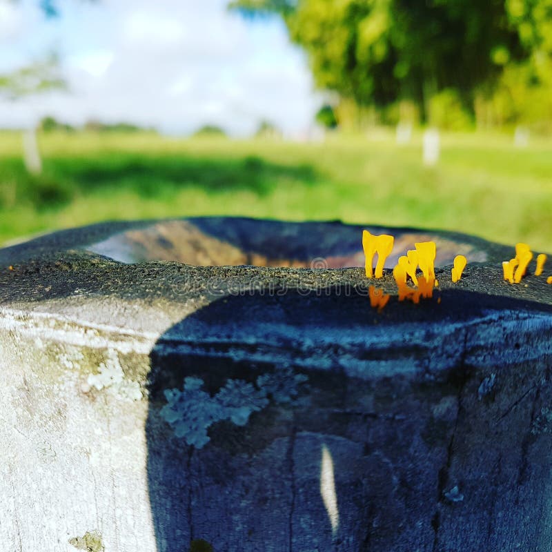 Nature overtaking stock image. Image of nature, miracle - 100002667