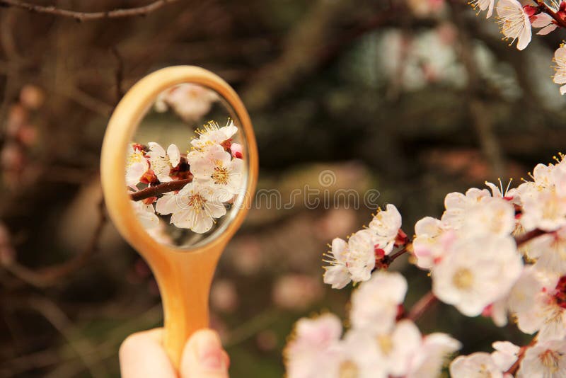 Flowers in the Mirror Reflection. Flowering Tree Stock Photo - Image of ...