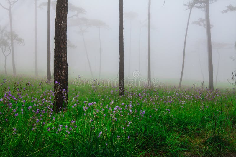 Flowers in the mist. stock image. Image of haze, scenery - 72053969
