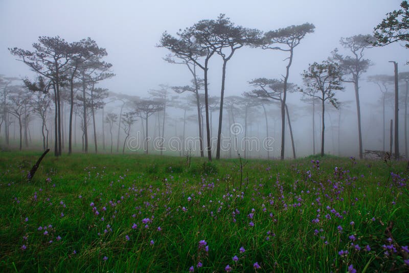 Flowers in the mist. stock photo. Image of overcast, view - 72054988