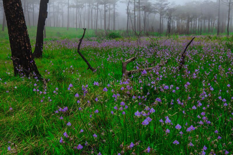 Flowers in the mist. stock photo. Image of wild, haze - 72055446