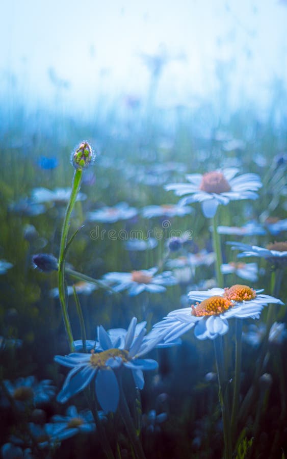 Magical Meadow with Blue Flowers Stock Photo - Image of blue, leaf ...