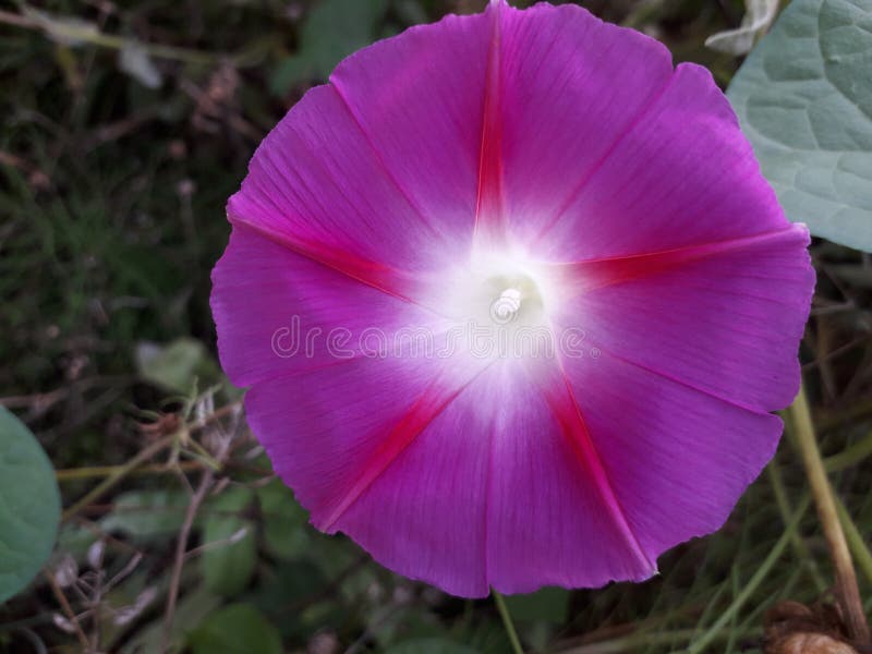 Flowers stock image. Image of pretty, bouquet, flowers - 127423009