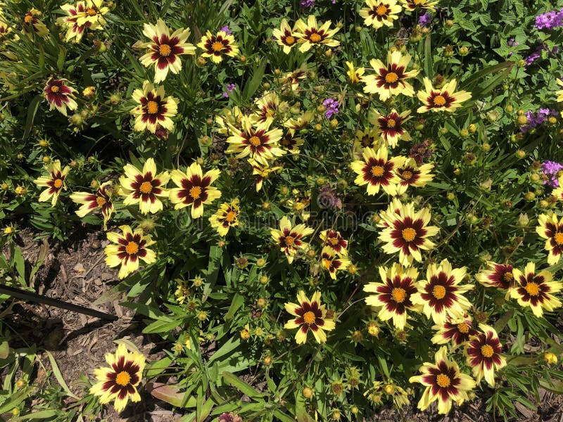 Flowers during a PA spring stock photo. Image of storm - 245450906