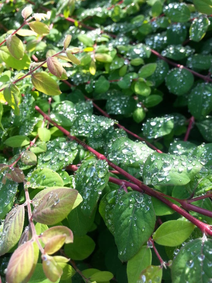 Flowers with morning due stock photo. Image of focus - 55575378